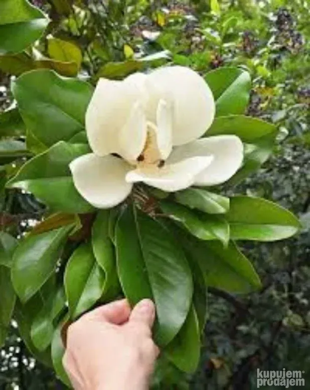 Magnolija grandiflora sadnice - KupujemProdajem