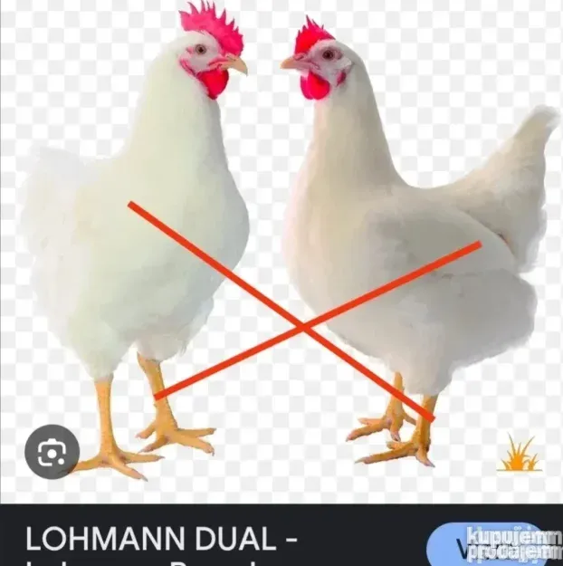 LEGHORN ORIGINAL kokoske ,pilici jaja,amrok,australorp - KupujemProdajem