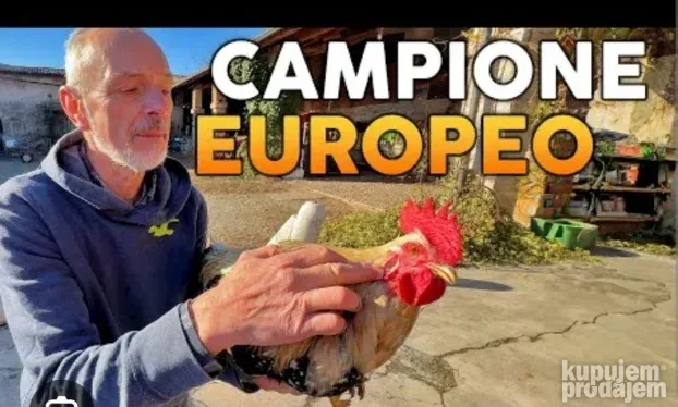 LEGHORN ORIGINAL kokoske ,pilici jaja,amrok,australorp - KupujemProdajem