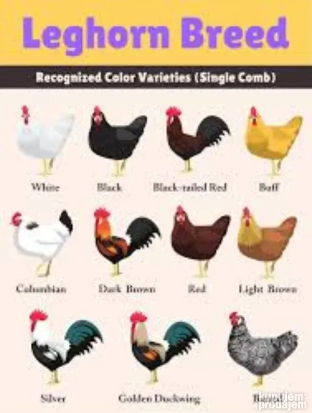 LEGHORN ORIGINAL kokoske ,pilici jaja,amrok,australorp - KupujemProdajem