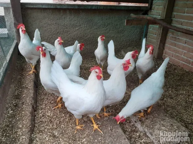 LEGHORN ORIGINAL kokoske ,pilici jaja,amrok,australorp - KupujemProdajem