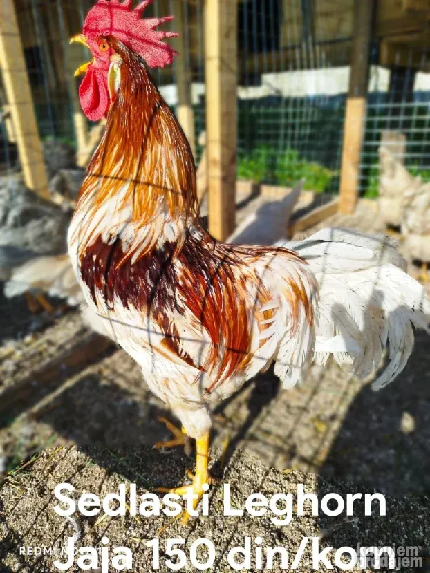 LEGHORN ORIGINAL kokoske ,pilici jaja,amrok,australorp - KupujemProdajem