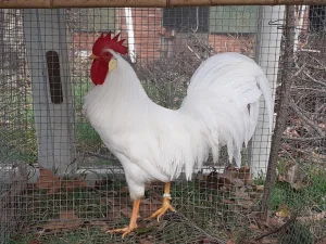 Kokoske - Rezultati pretrage - KupujemProdajem