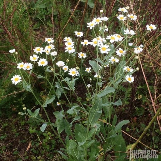 Tanacetum balsamita- kaloper - KupujemProdajem