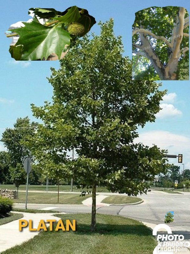 Ukrasno drveće - KupujemProdajem