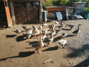 Ćurke, guske i patke - KupujemProdajem