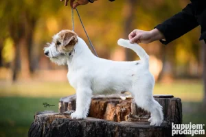 Rezultati pretrage - KupujemProdajem