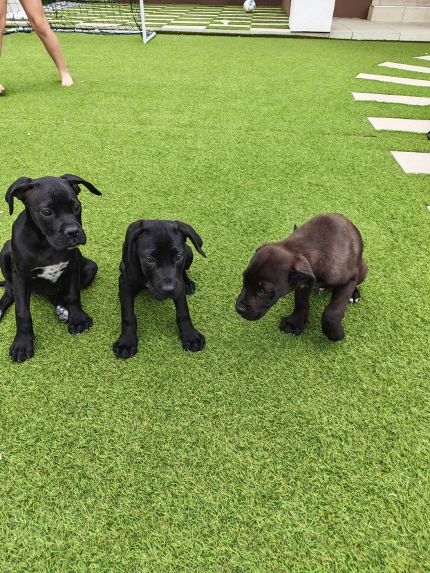 Cane Corso štenci sa rodovnikom – 2 ženke i 1 mužjak - KupujemProdajem