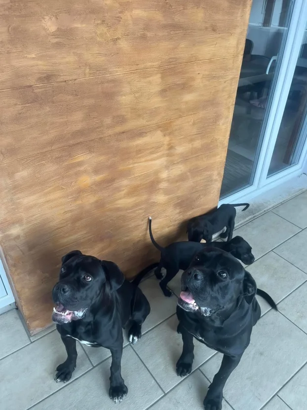 Cane Corso štenci sa rodovnikom – 2 ženke i 1 mužjak - KupujemProdajem