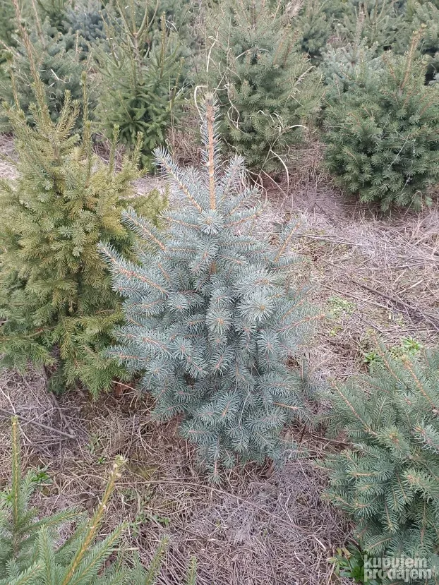 Srebrna jelka - KupujemProdajem