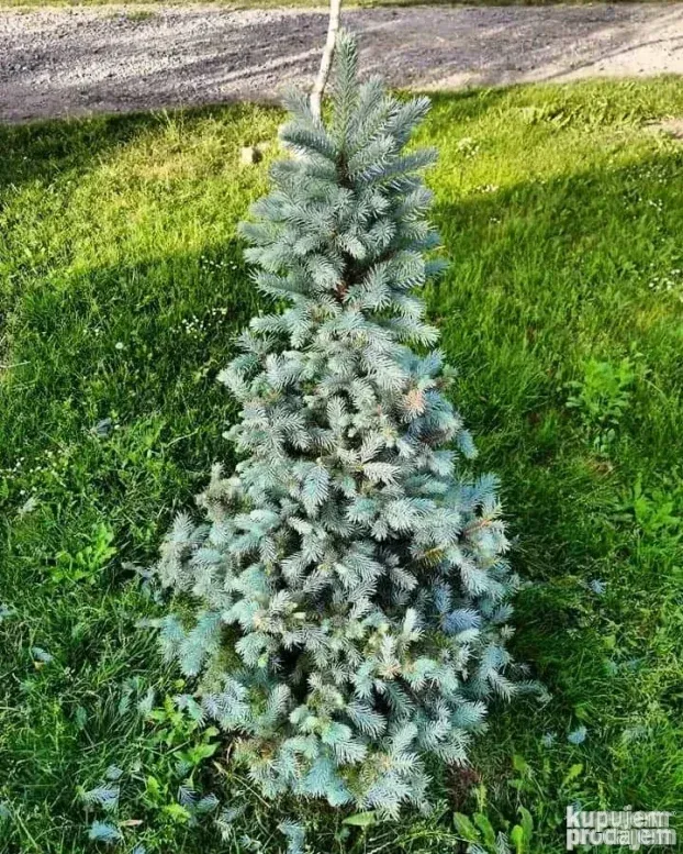 Srebrna jelka - KupujemProdajem