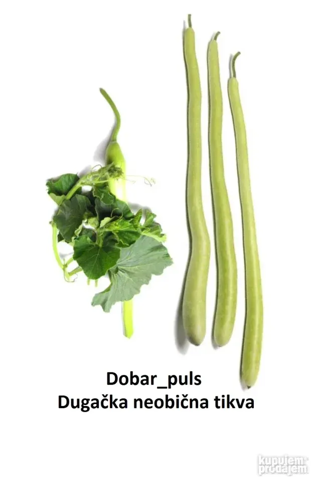 Seme neobične dugačke tikve jestiva i za takmičenje - KupujemProdajem