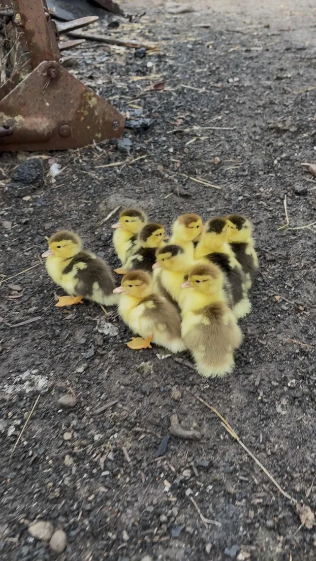 Pačići mutave patke - KupujemProdajem