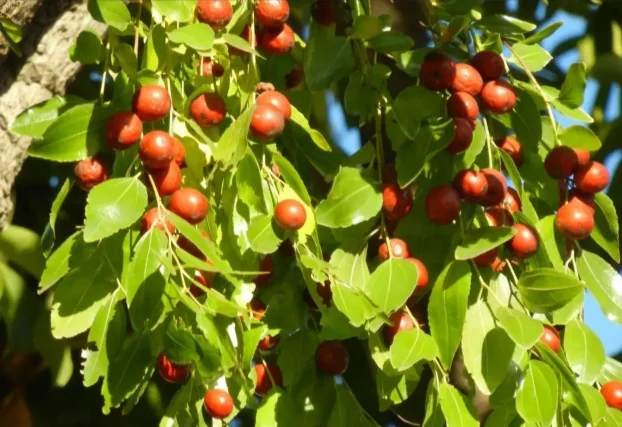 ŽIŽULA- Jujuba-kineska urma- 30 cm - KupujemProdajem