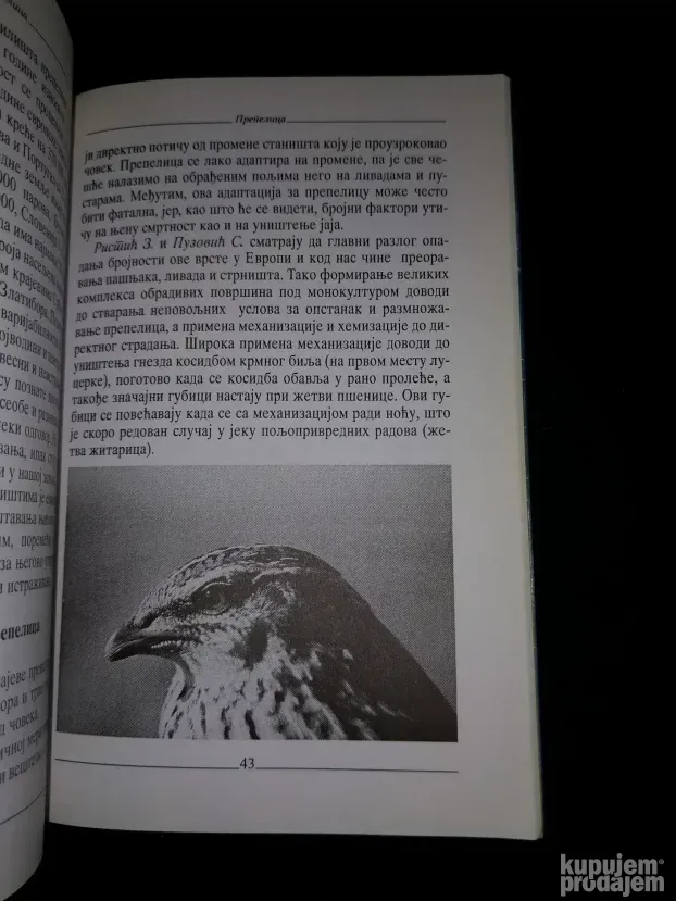 Prepelica - Vukasin Divjak - KupujemProdajem
