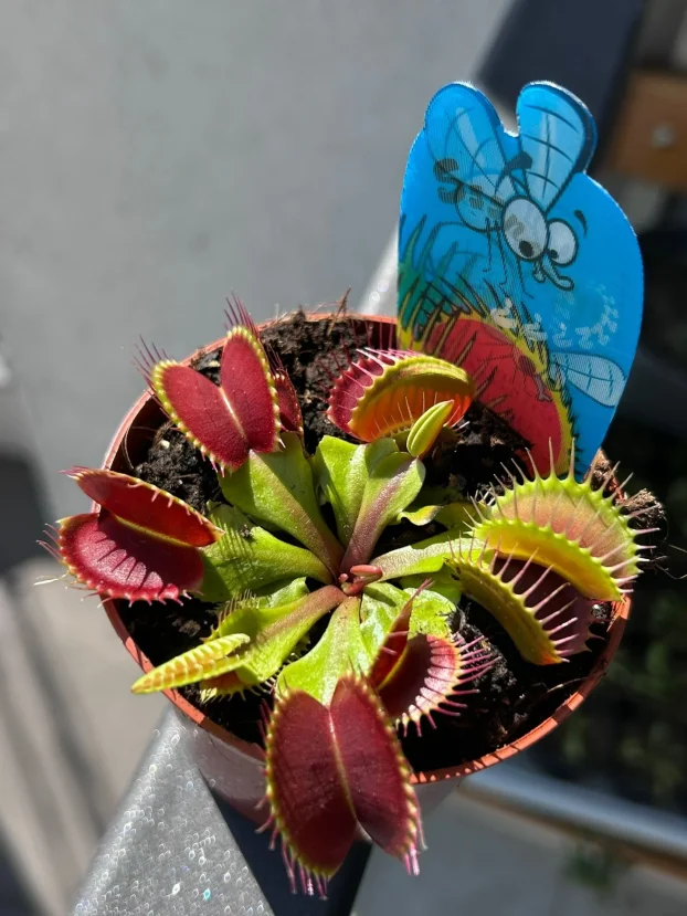 Biljka mesozderka - Dionaea muscipula - KupujemProdajem