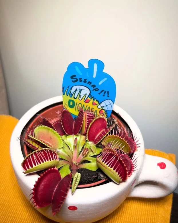 Biljka mesozderka - Dionaea muscipula - KupujemProdajem