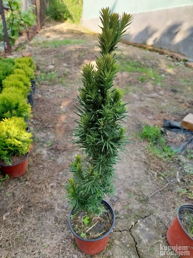 Stubasta Tisa - KupujemProdajem