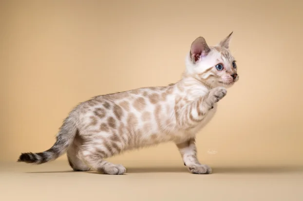 Bengal snow– TAMED LEOPARD WCF odgajivacnica - KupujemProdajem