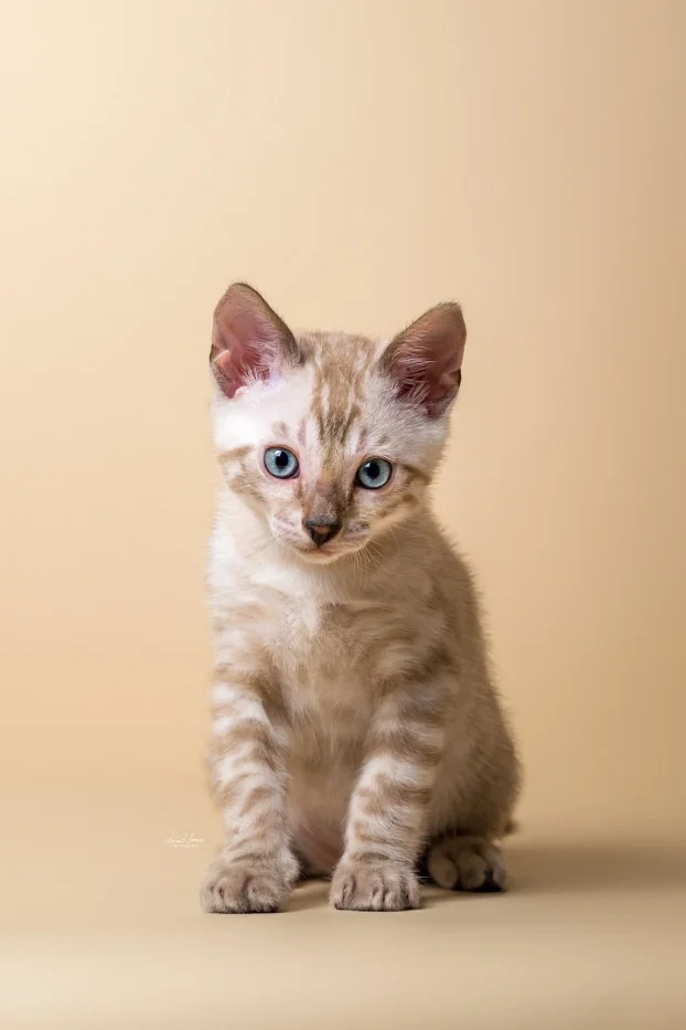 Bengal snow– TAMED LEOPARD WCF odgajivacnica - KupujemProdajem