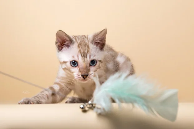 Bengal snow– TAMED LEOPARD WCF odgajivacnica - KupujemProdajem