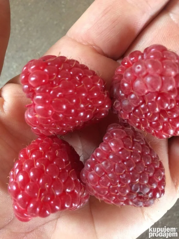 Sadnice maline Polka - KupujemProdajem