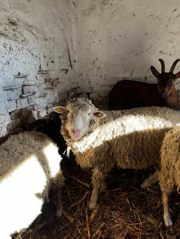 ovan - KupujemProdajem