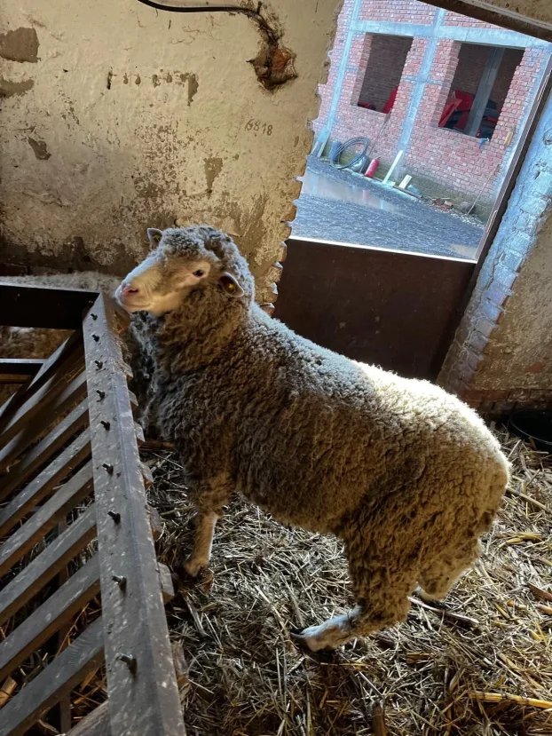 ovan - KupujemProdajem