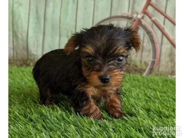 Jorksir terijer i Morki - KupujemProdajem