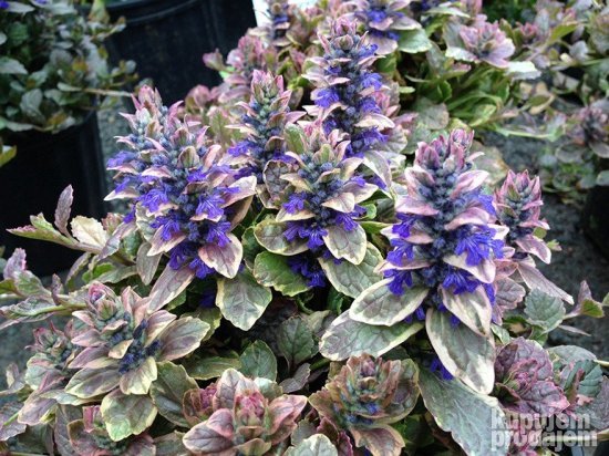 AJUGA / IVICA Ajuga reptans variegata - KupujemProdajem