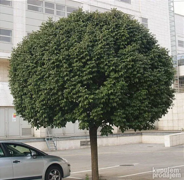 Kuglasti loptasti jasen sadnice 2m - KupujemProdajem