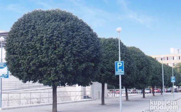 Kuglasti loptasti jasen sadnice 2m - KupujemProdajem