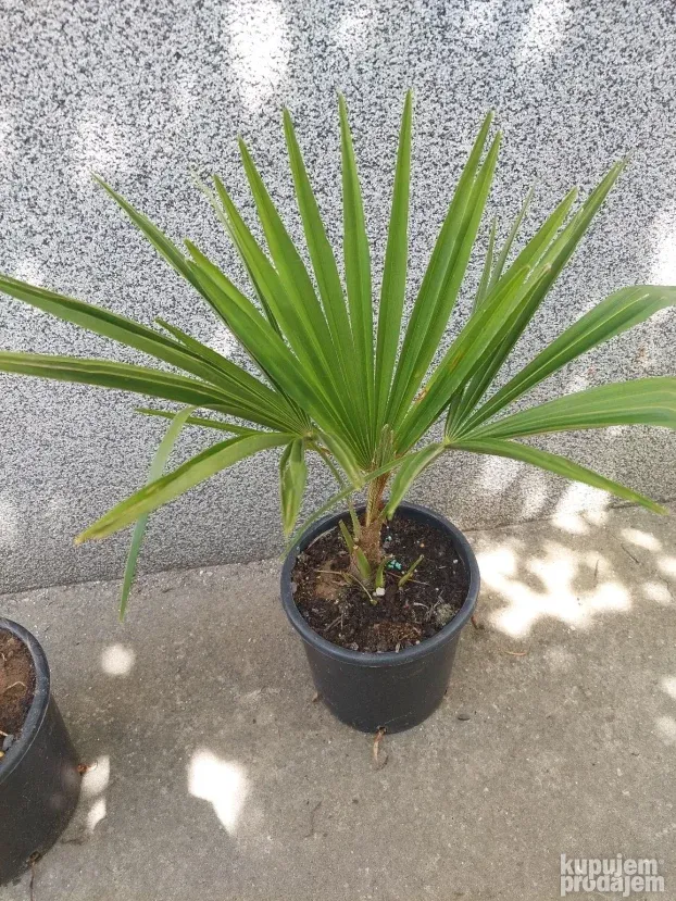 Palma mala - KupujemProdajem