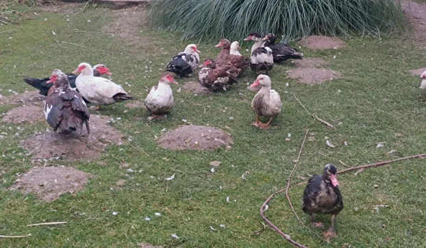 Mutave Patke - KupujemProdajem