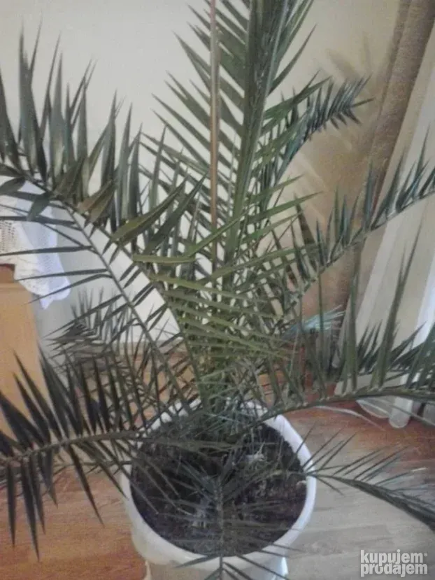 Seme palme - KupujemProdajem