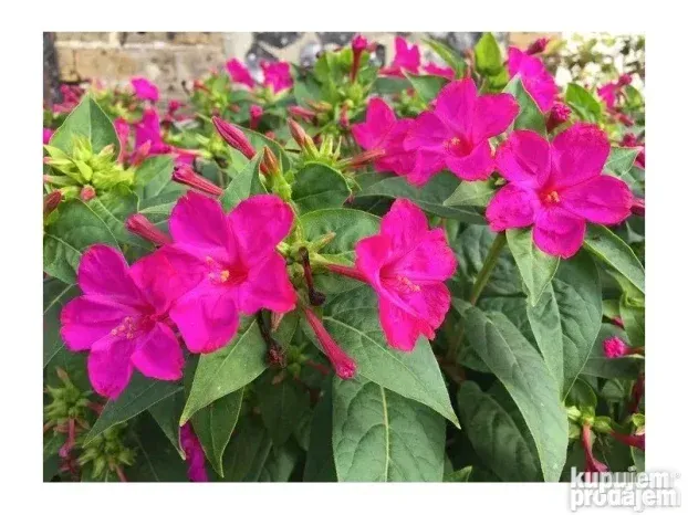 Peruanski noćurak Mirabilis Jalapa pink-roze 35 semena - KupujemProdajem