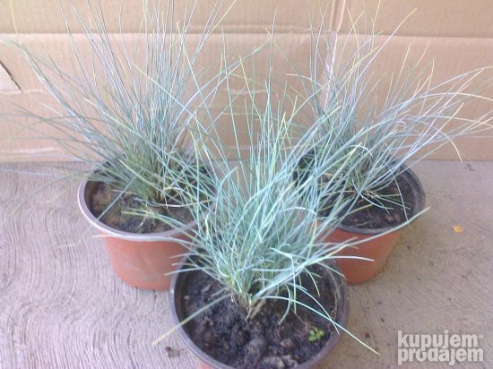 Festuca glauca, plava trava - KupujemProdajem