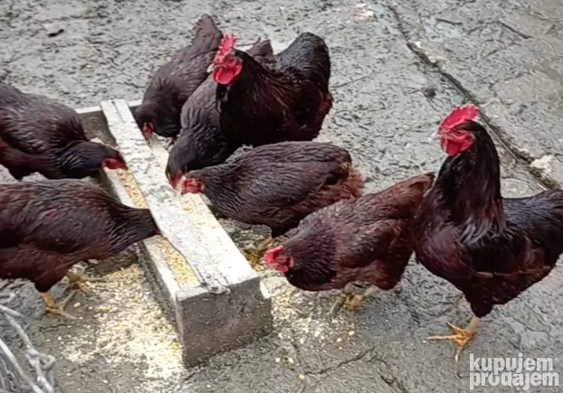 Rodajland-jaja za nasad - KupujemProdajem