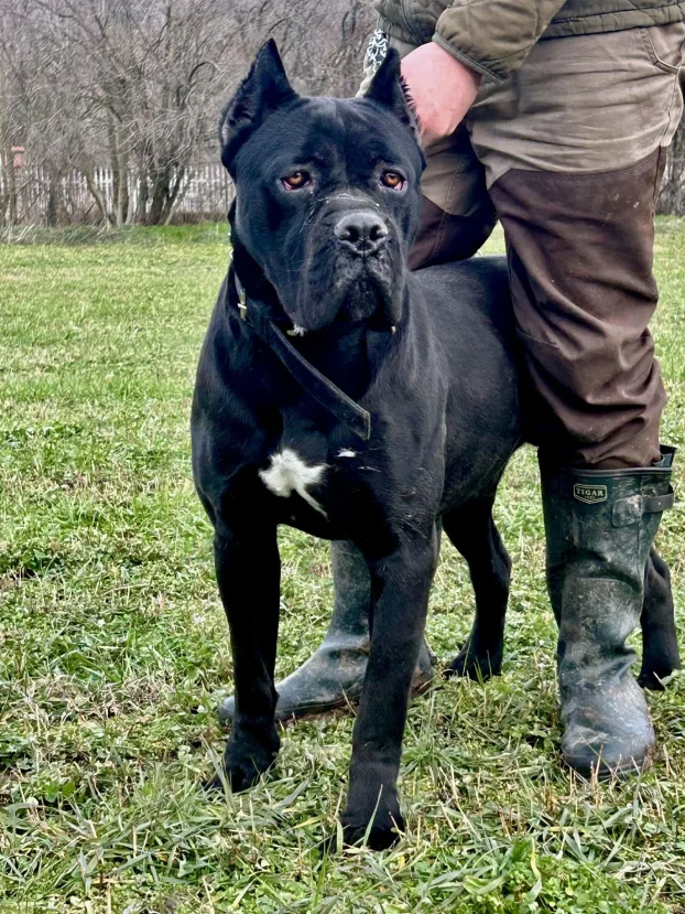 Cane corso - KupujemProdajem