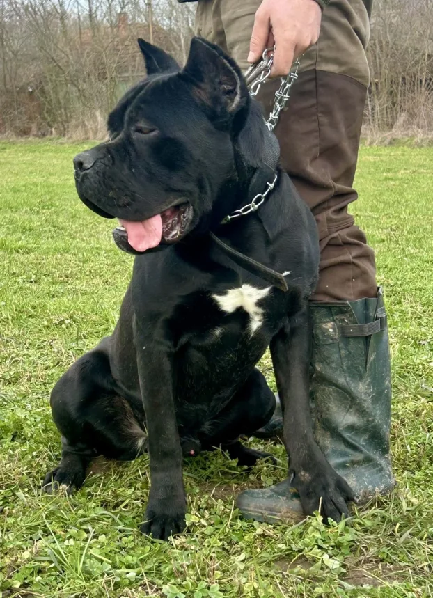 Cane corso - KupujemProdajem