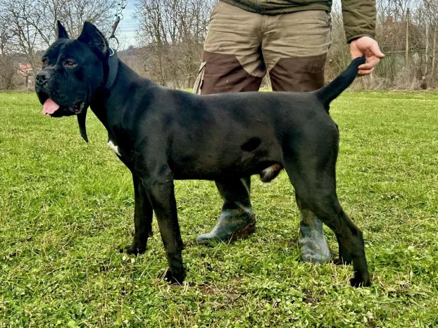 Cane corso - KupujemProdajem