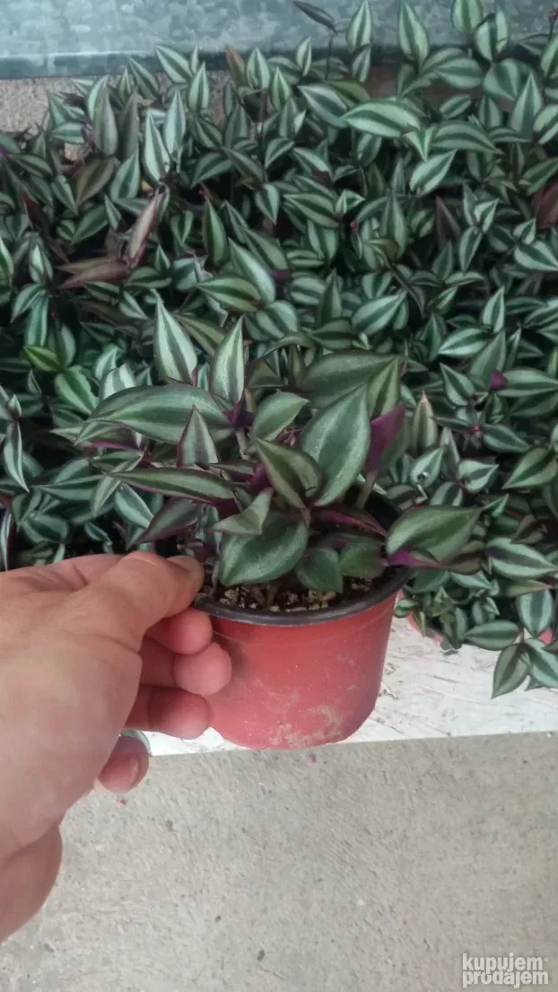 Tradescantia albiflora 20cm - KupujemProdajem