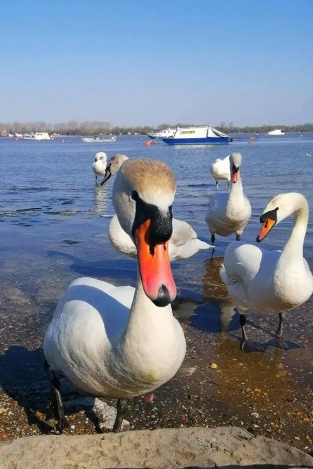 Stan na dan 25E Zemun, u centru Zemuna, Dnevni odmor - KupujemProdajem