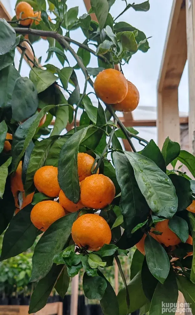 Sadnice Limuna - Rasadnik Citrusa Mitrovic - KupujemProdajem