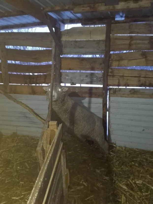 ovan - KupujemProdajem