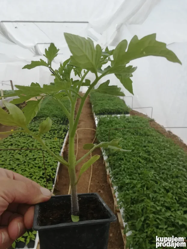 Rasad paradajza - KupujemProdajem