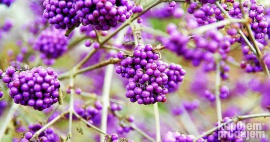 Kalikarpa (Callicarpa bodinieri) sadnice - KupujemProdajem