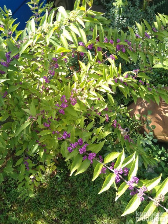 Kalikarpa (Callicarpa bodinieri) sadnice - KupujemProdajem