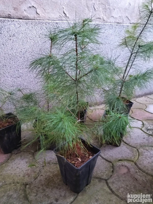 Cetinari - Borovi Jele Smrce Aris Duglazija - KupujemProdajem