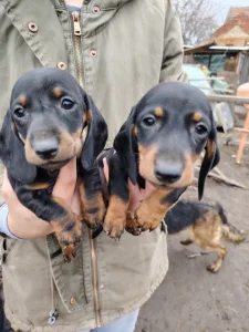 Psi | Jazavičari - KupujemProdajem